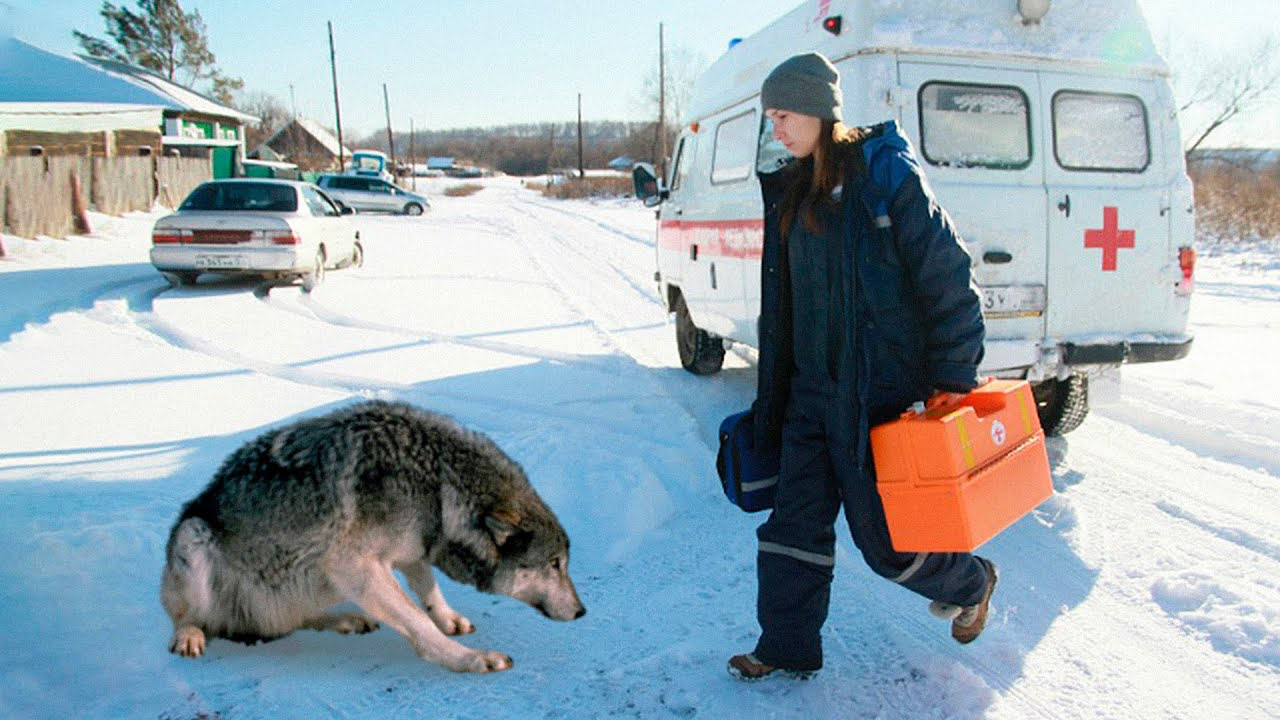 A Wolf Tracked a Nurse in Pine Hollow – Pleading to Save an Ailing ...